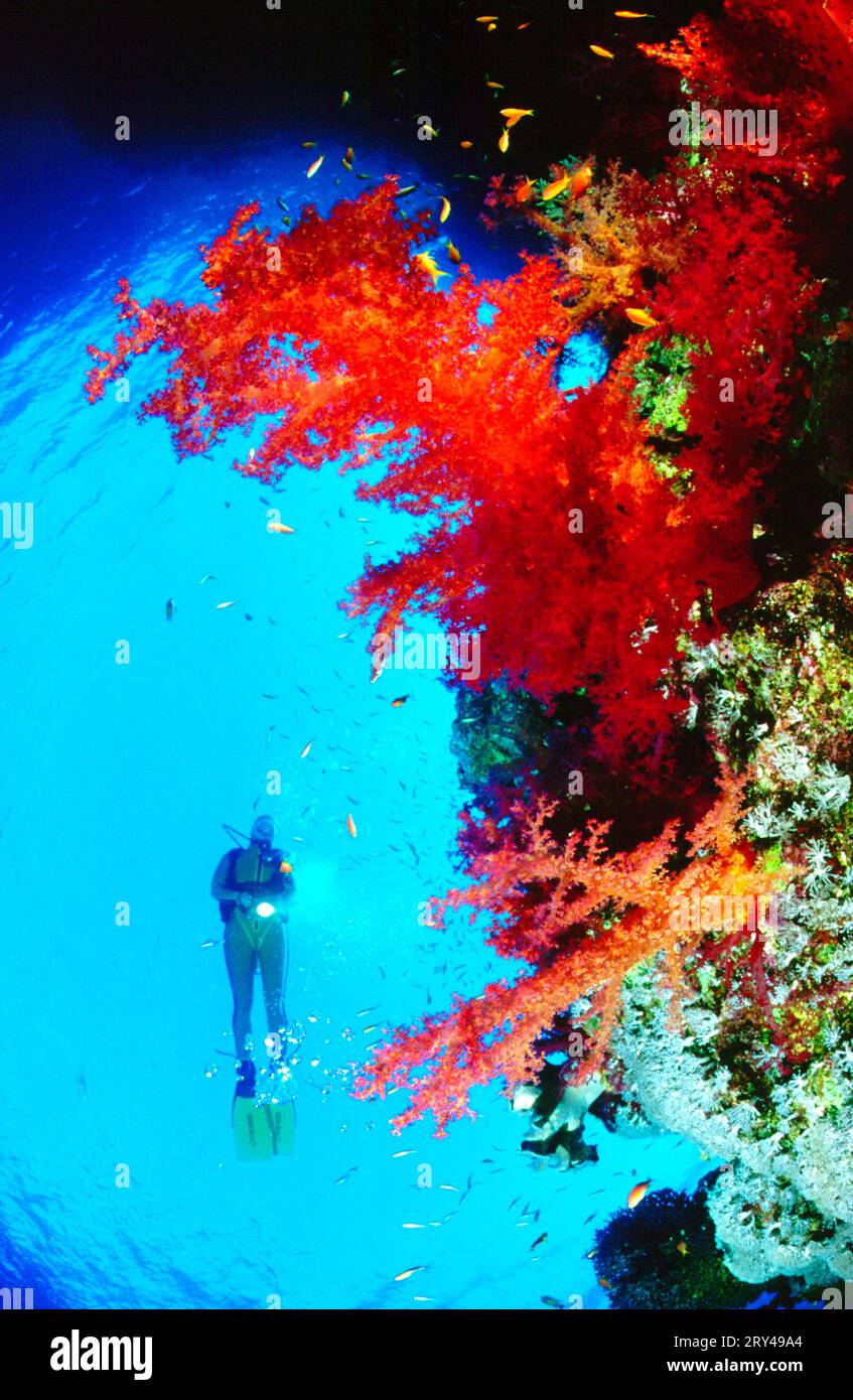 Diver at coral reef, Red Sea, Egypt, Diver at coral reef, Red Sea ...