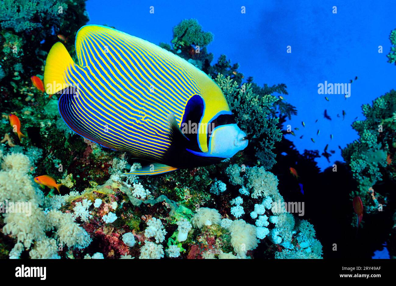 Imperial Emperor angelfish (Pomacanthus imperator), Emperor Angelfish ...
