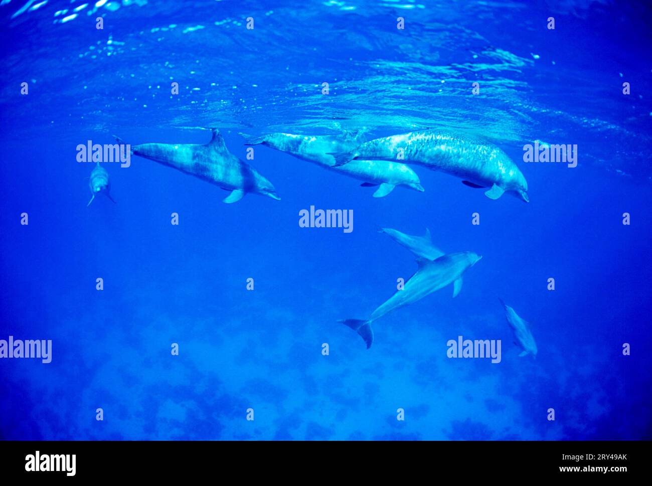 Bottlenose Dolphins (Tursiops truncatus), Bottlenose dolphin Bottlenose dolphins (animals ...