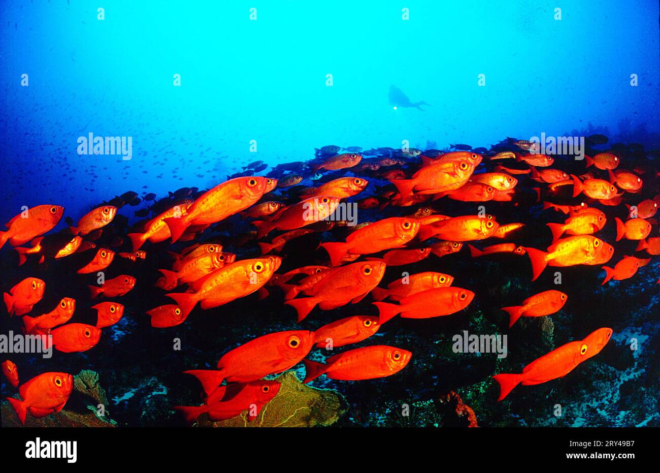 Common Bigeye (Priacanthus hamrur), Half-moon-tailed goggle-eye, Moon ...