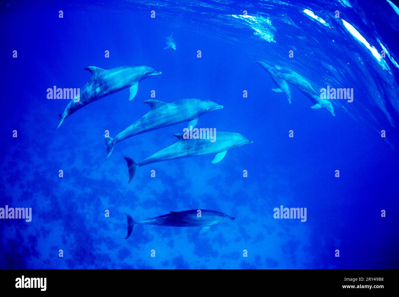 Bottlenose Dolphins (Tursiops truncatus), Bottlenose dolphin Bottlenose ...