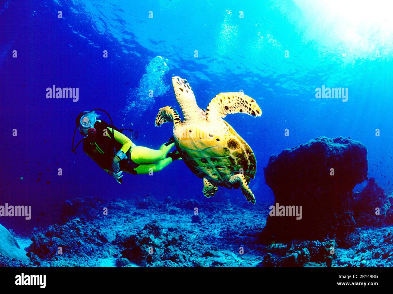 Seaturtle and diver, Maldives, Sea turtle and diver, Other animals ...