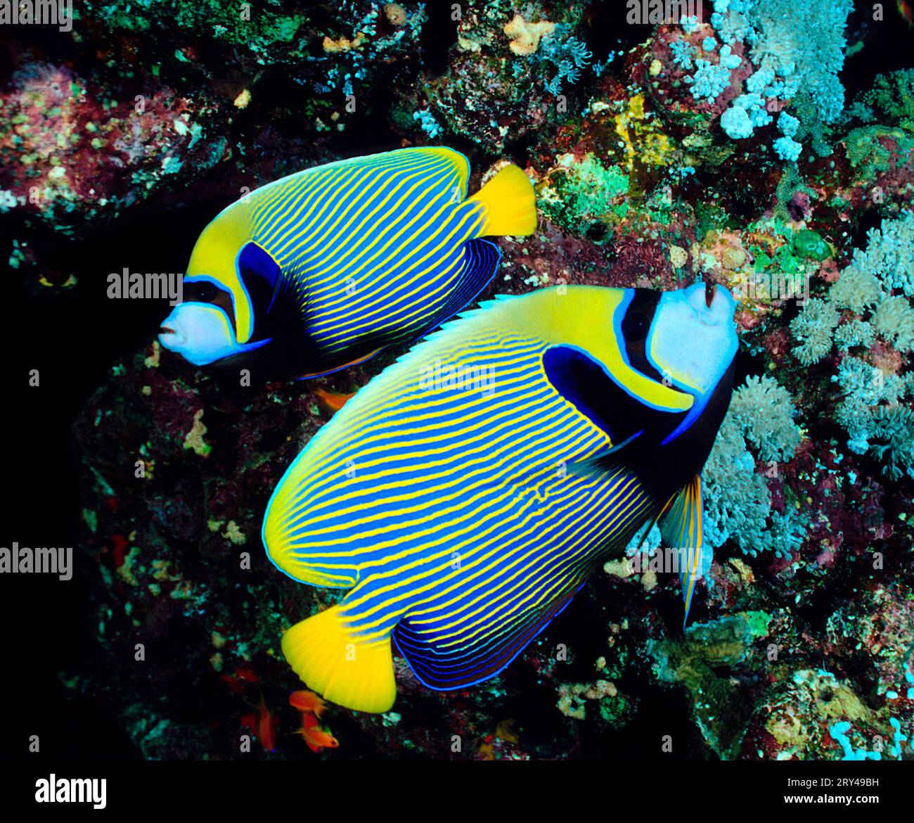 Imperial Emperor angelfish (Pomacanthus imperator), Great Angelfish ...