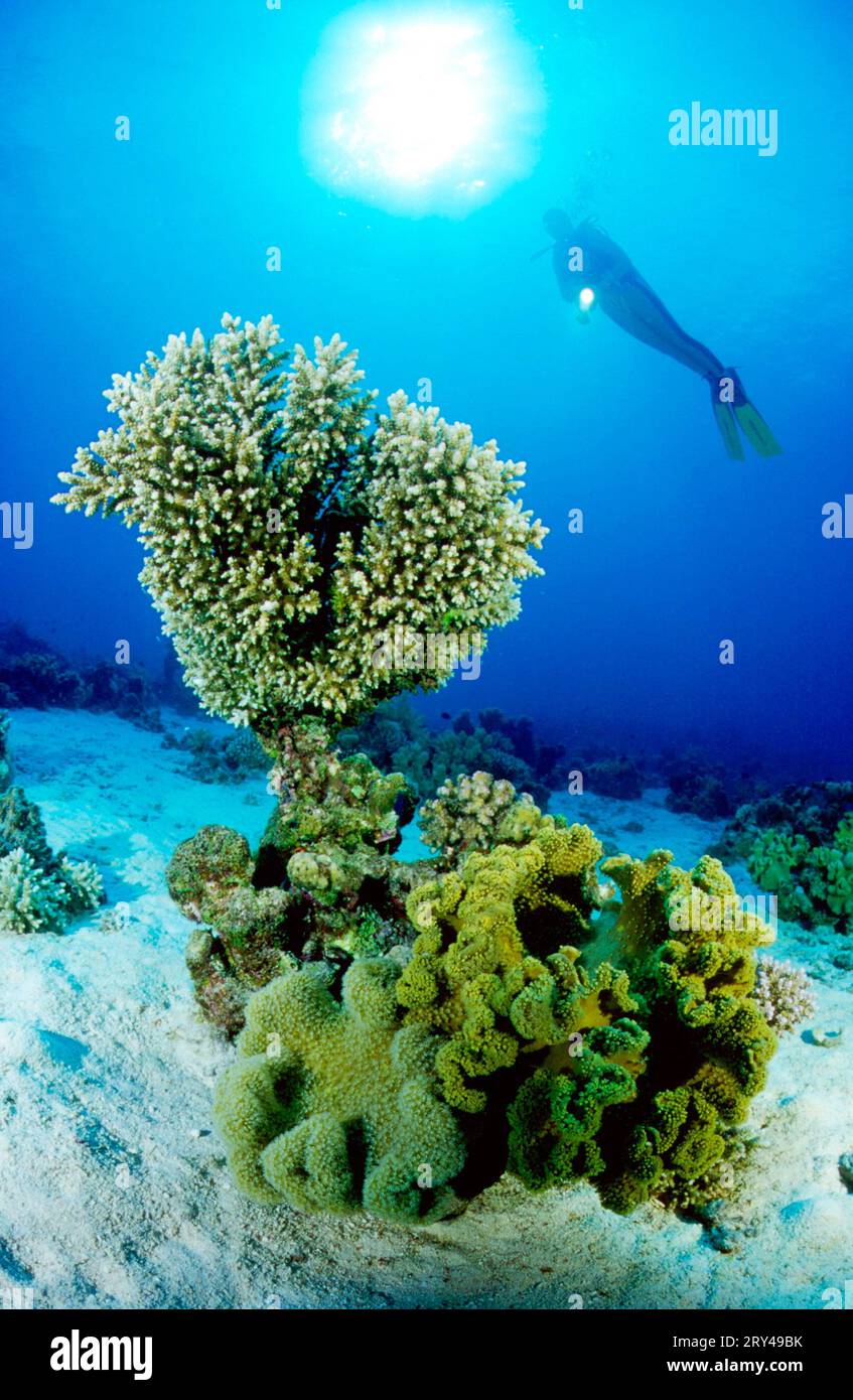Diver at coral reef, Red Sea, Egypt, Diver at coral reef, Red Sea ...
