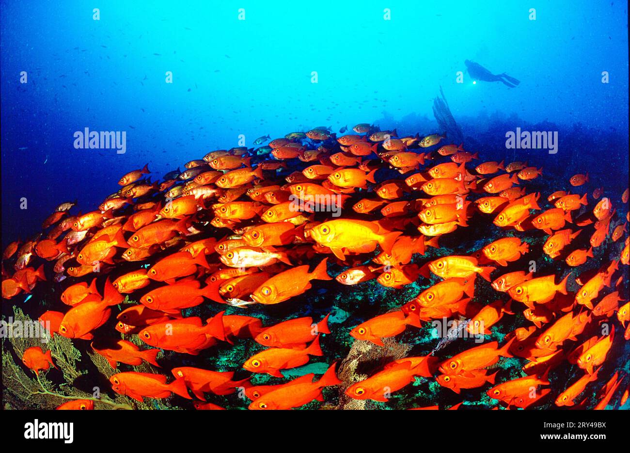Common Bigeye (Priacanthus hamrur), Crescent-tailed goggle-eye, Moon ...