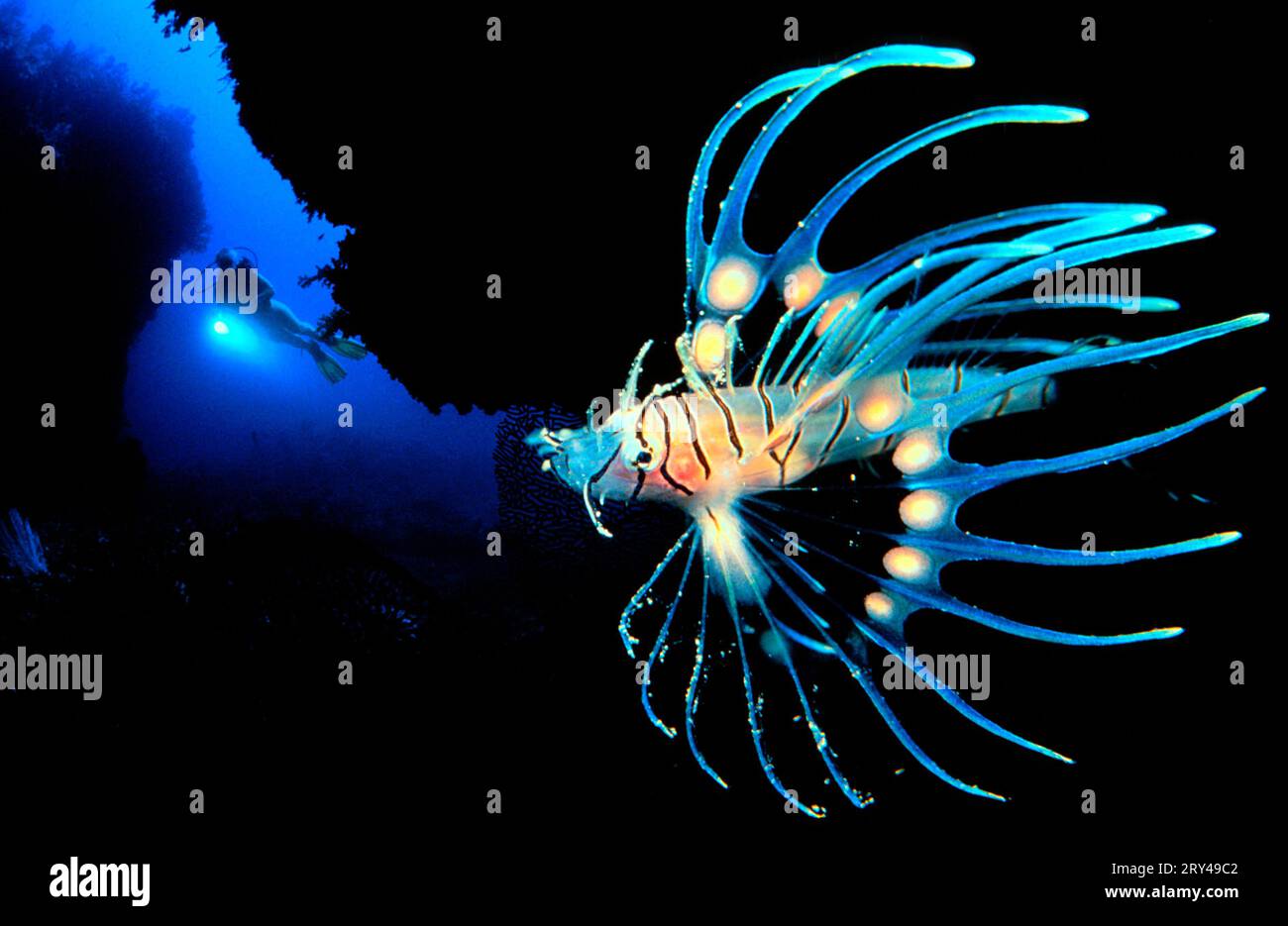 Spotfin Lionfish (Pterois antennanta), Broadbarred Firefish, Other ...
