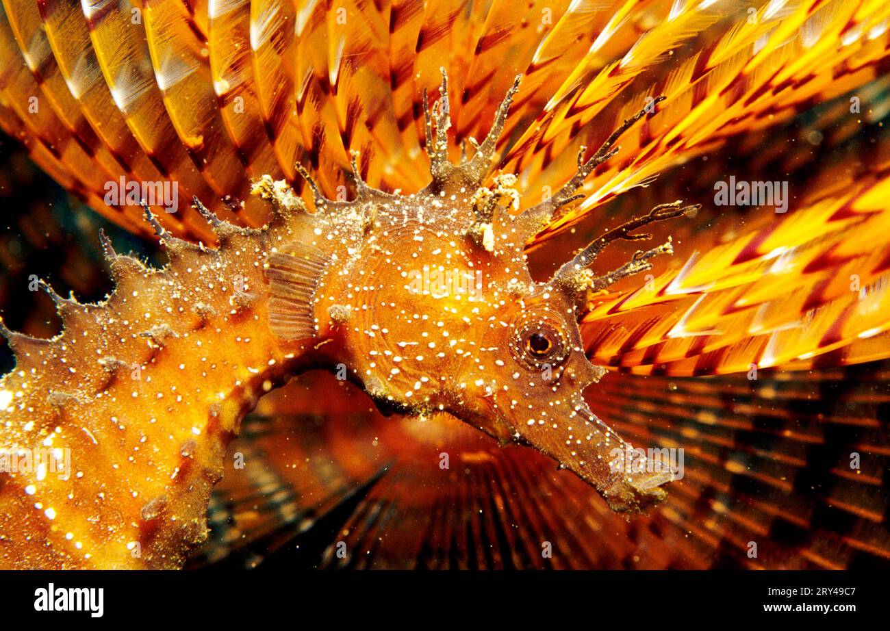 Euroepan Sea Long snouted seahorse (Hippocampus ong snouted seahorse ...