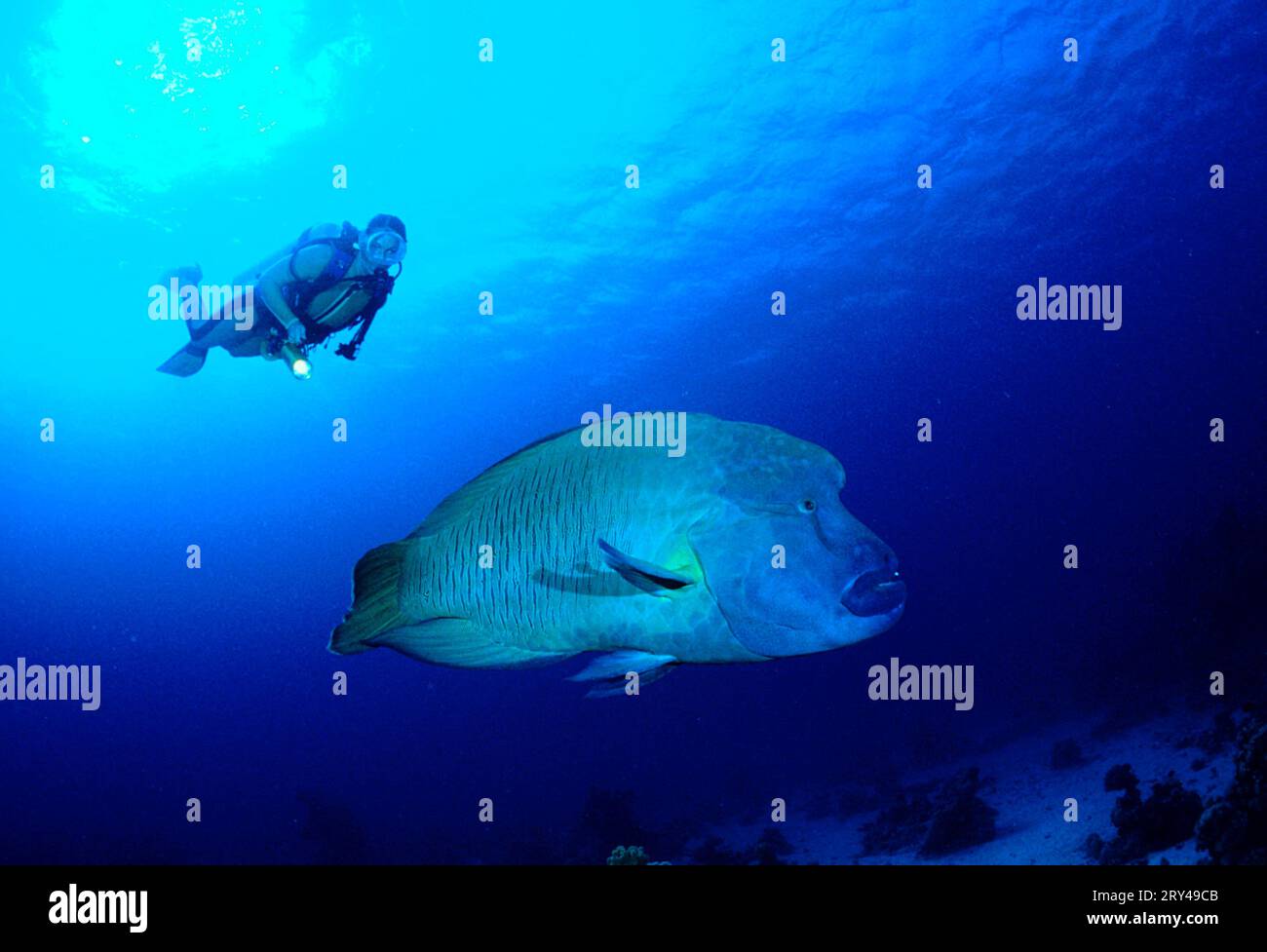 Humphead Wrasse (Cheilinus undulatus) and diver, Humphead Wrasse and ...