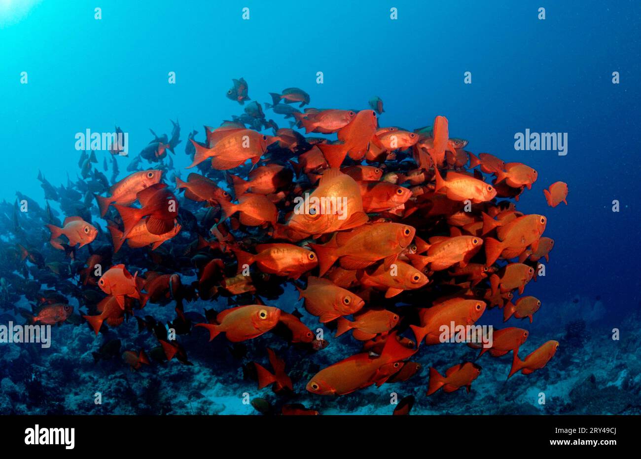 Common Bigeye (Priacanthus hamrur), Crescent-tailed goggle-eye, Moon ...