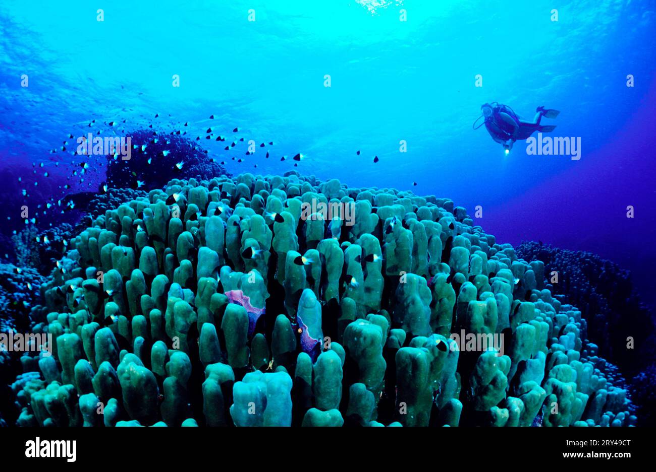 Diver at coral reef, Red Sea, Diver at coral reef, Red Sea (under water ...