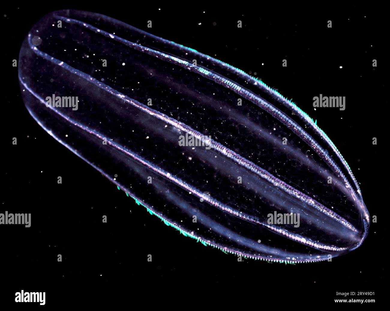 Jellyfish, ribbed jellyfish (Other animals) (ribbed jellyfish ...