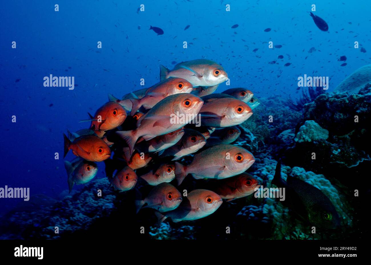 Common Bigeye (Priacanthus hamrur), Crescent-tailed goggle-eye, Moon ...
