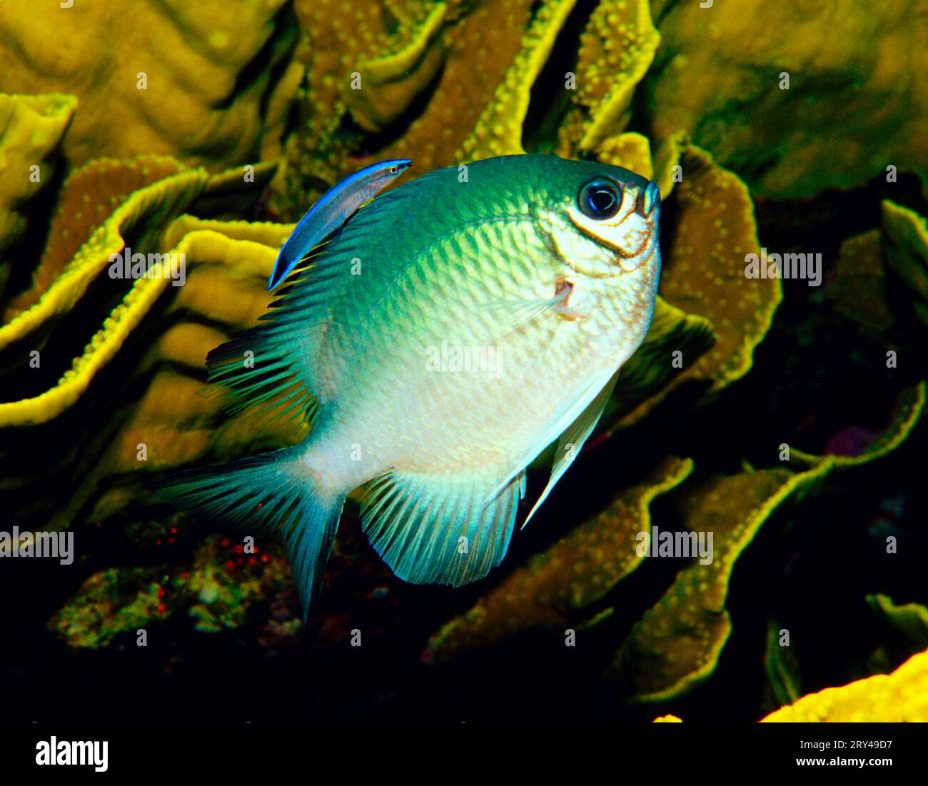 Acanthochromis polycanthus hi-res stock photography and images - Alamy