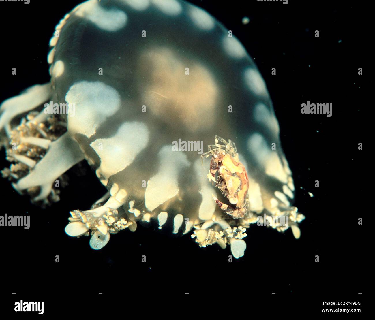 Mangrove jellyfish (Cassiopeia andromeda), umbrella jellyfish Stock Photo - Alamy