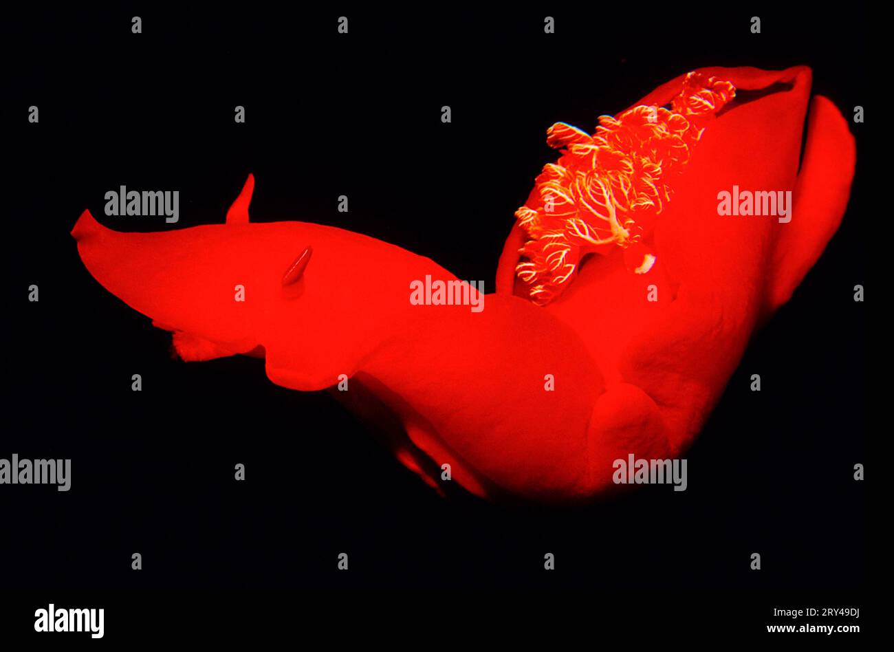 Spanish Dancer (Hexabranchus sanguineus), Spanish dancer dancer, dancer ...