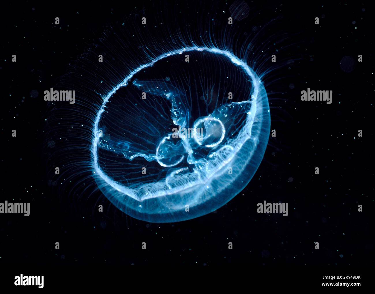 Jellyfish, Jellyfish, Other animals, other animals, Cnidarians ...