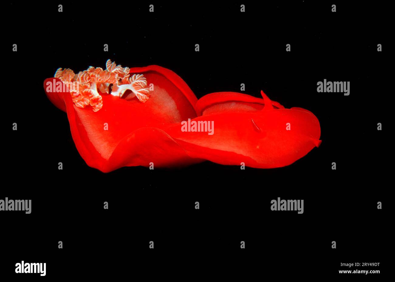 Spanish Dancer (Hexabranchus sanguineus), Red Sea, Spanish dancer ...