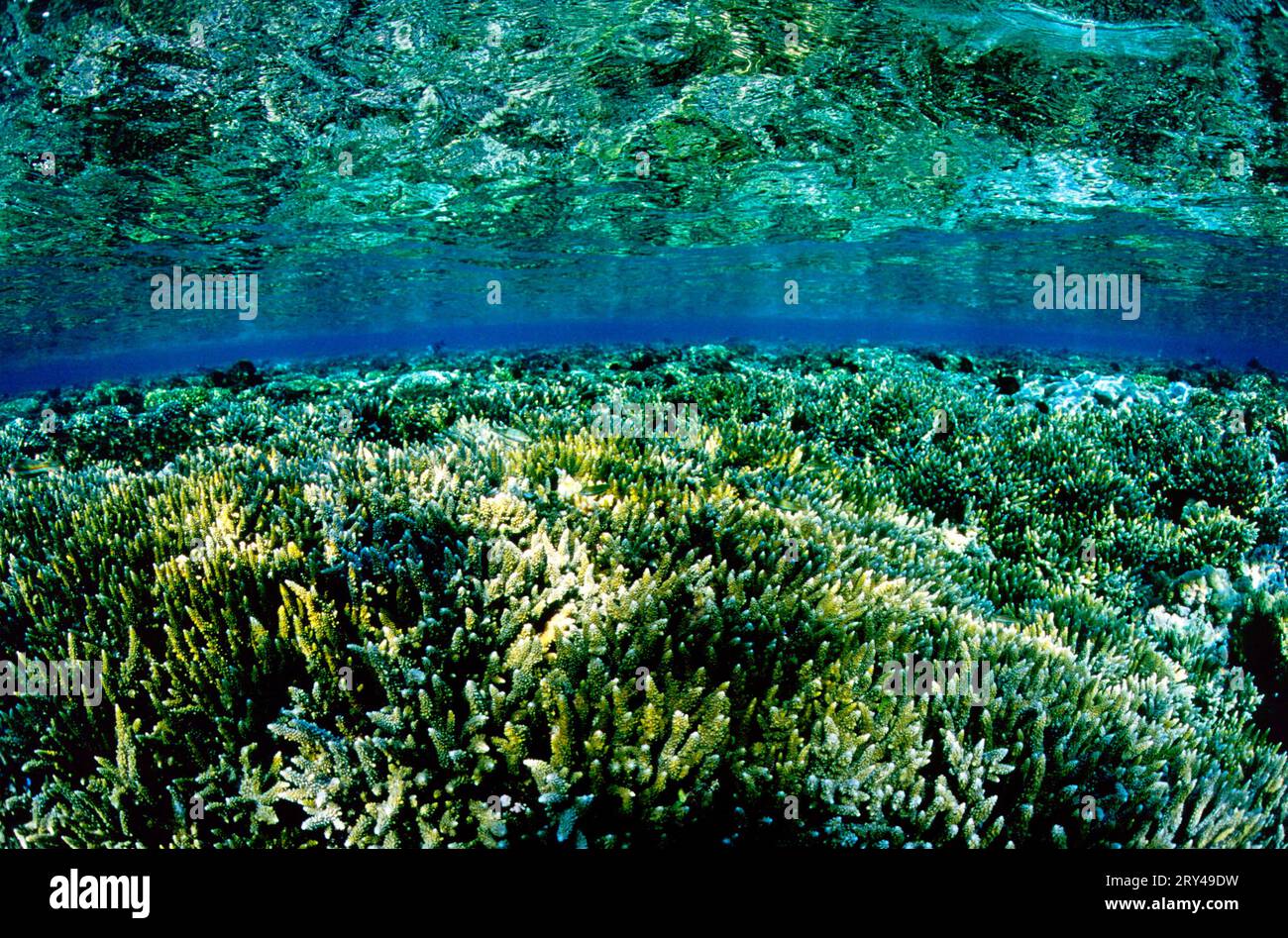 Coral Reef, Red Sea, Egypt, Coral Reef, Red Sea (under water) (salt ...
