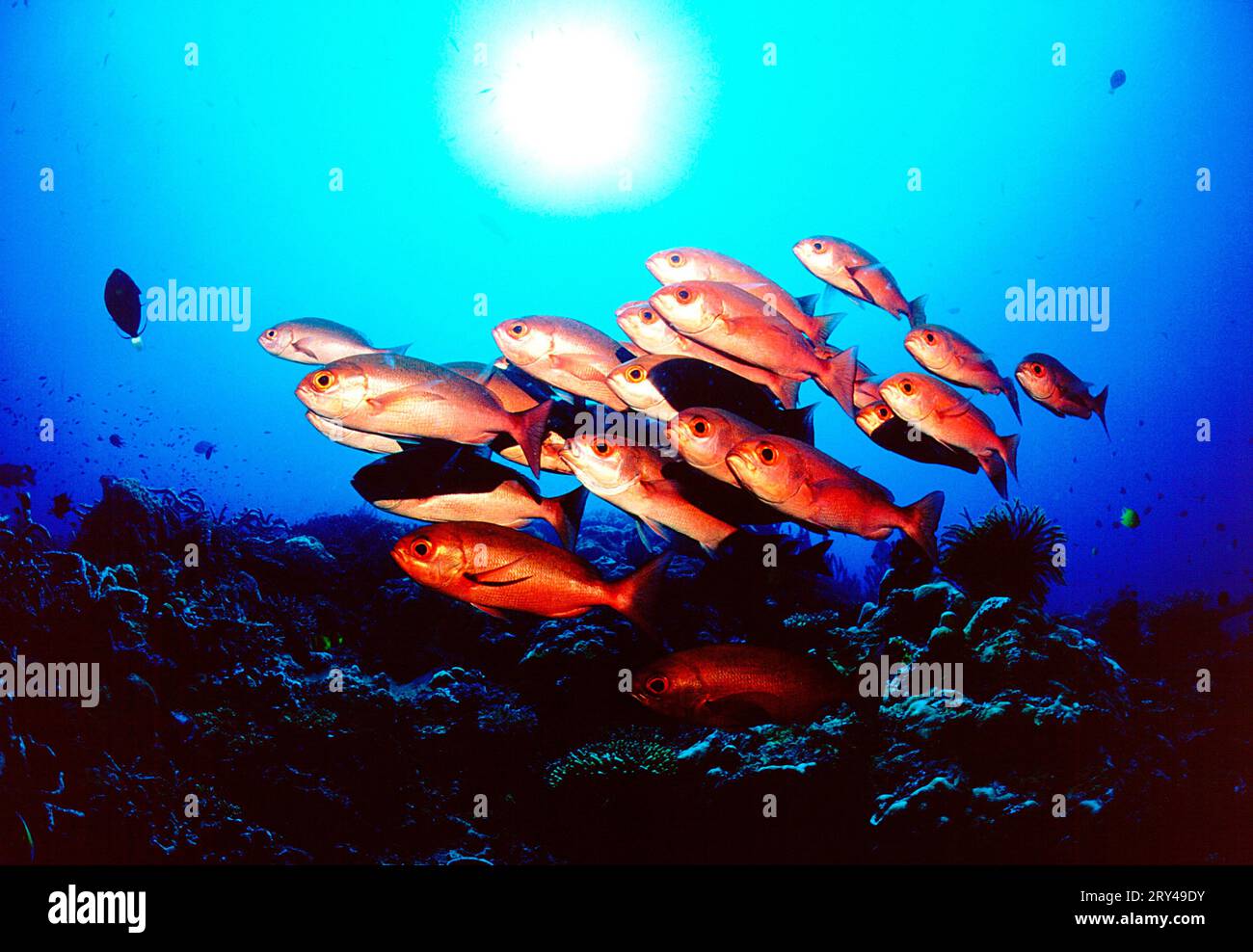 Common Bigeye (Priacanthus hamrur), Crescent-tailed goggle-eye, Moon ...