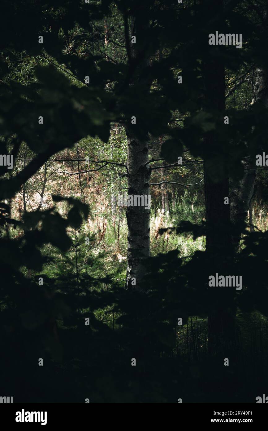 From dark to light in the moody forest Stock Photo - Alamy
