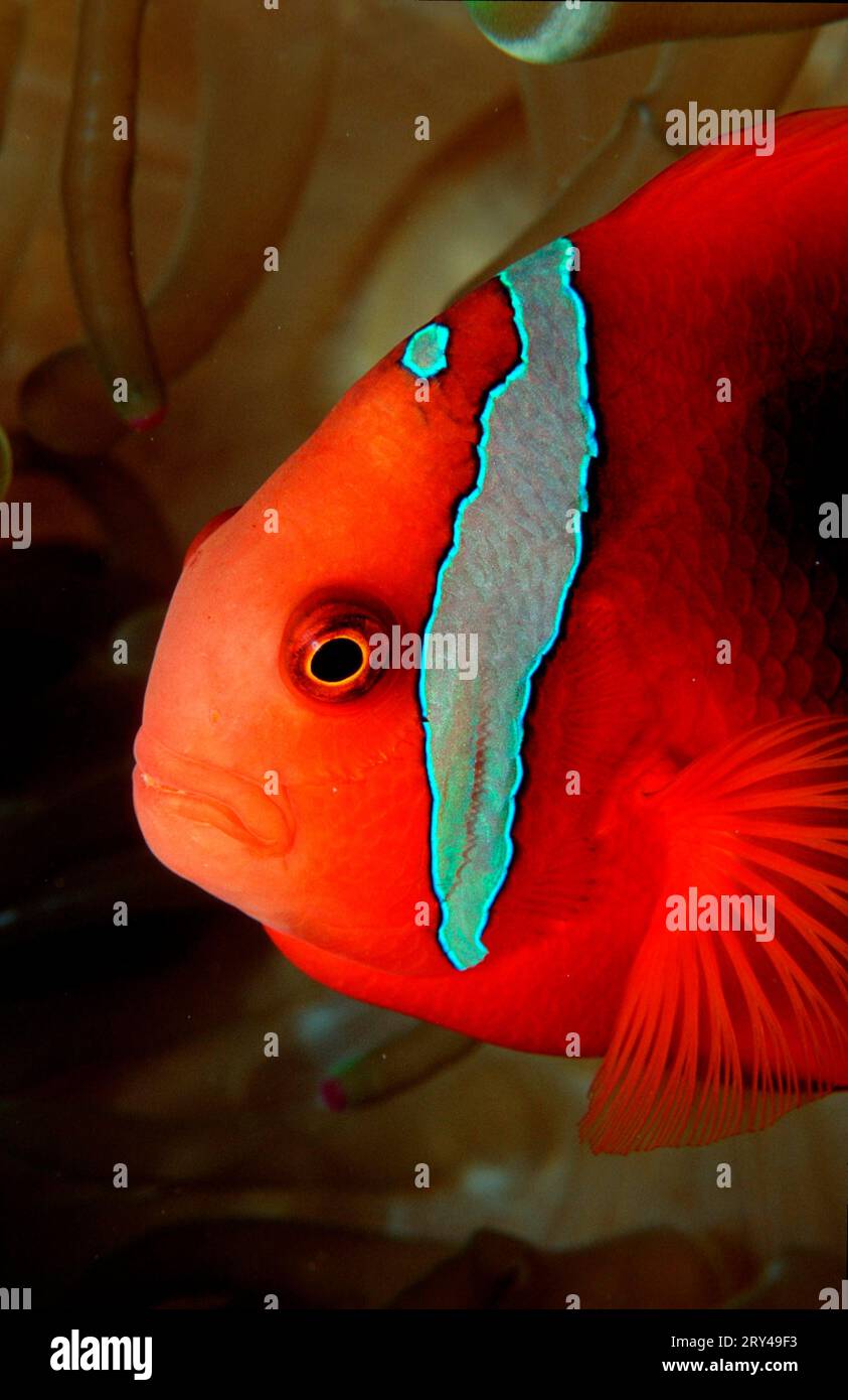 Tomato Anemonefish (Amphiprion frenatus), Maldives, white banded ...