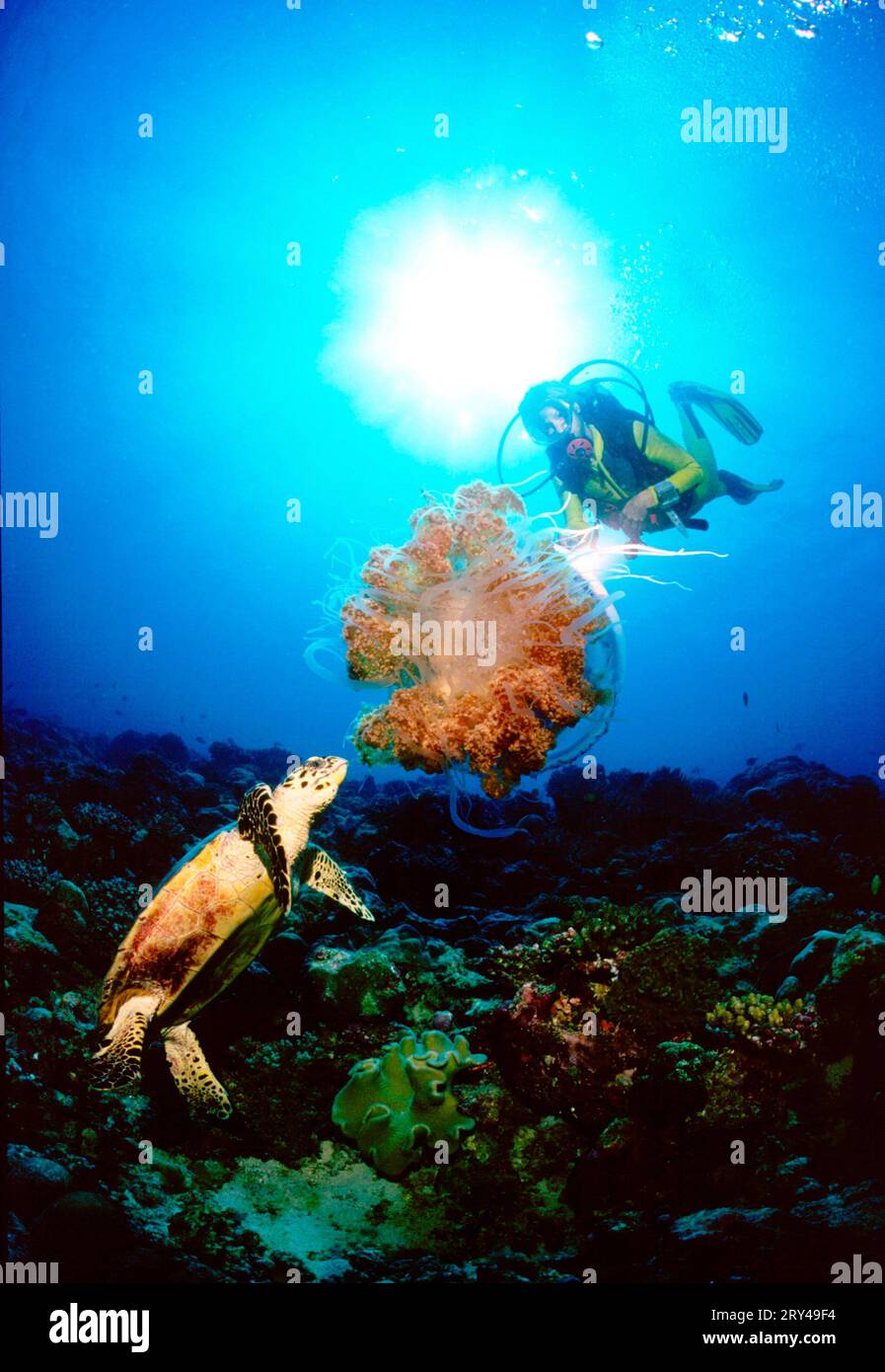 Ocean jellyfish sea turtles hi-res stock photography and images - Alamy