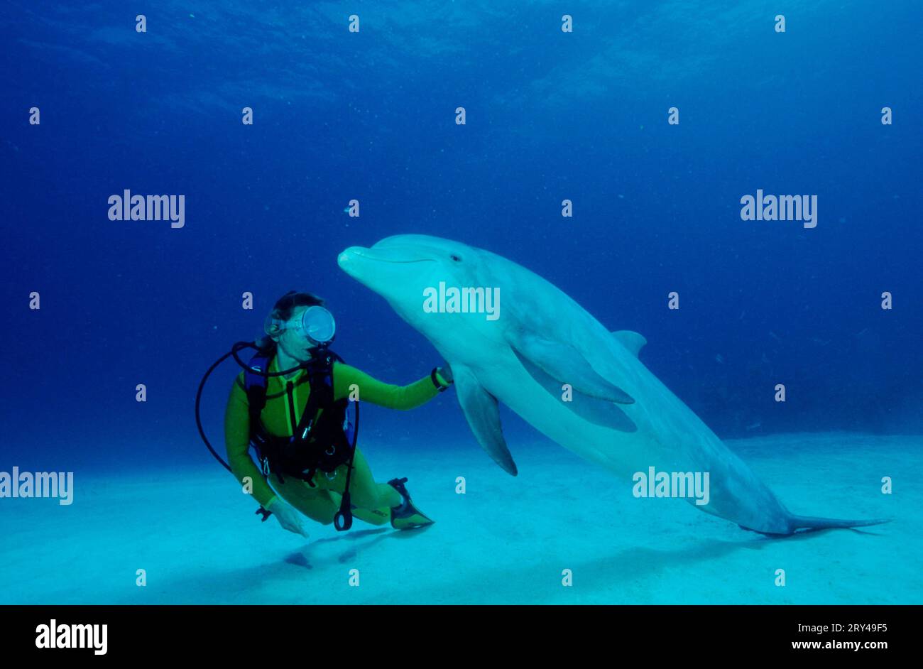 Diver and Bottlenose Dolphin, diver and bottlenose dolphin, animals ...