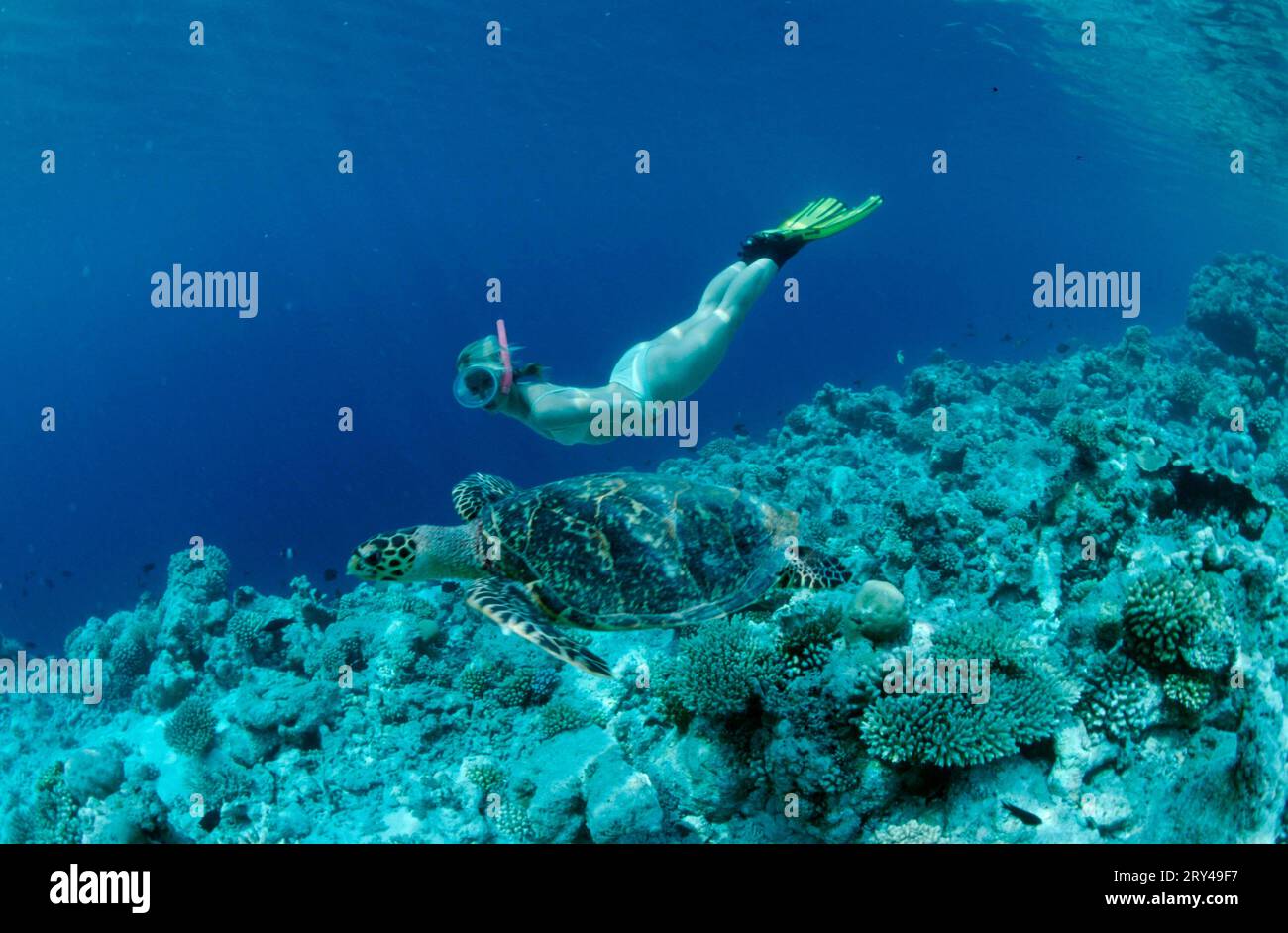 Seaturtle and Snorkeler, Maldives, Sea turtle and snorkeler, Maldives ...