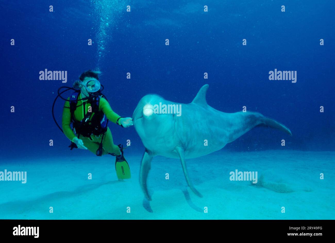 Diver and Bottlenose Dolphin, diver and bottlenose dolphin, animals ...