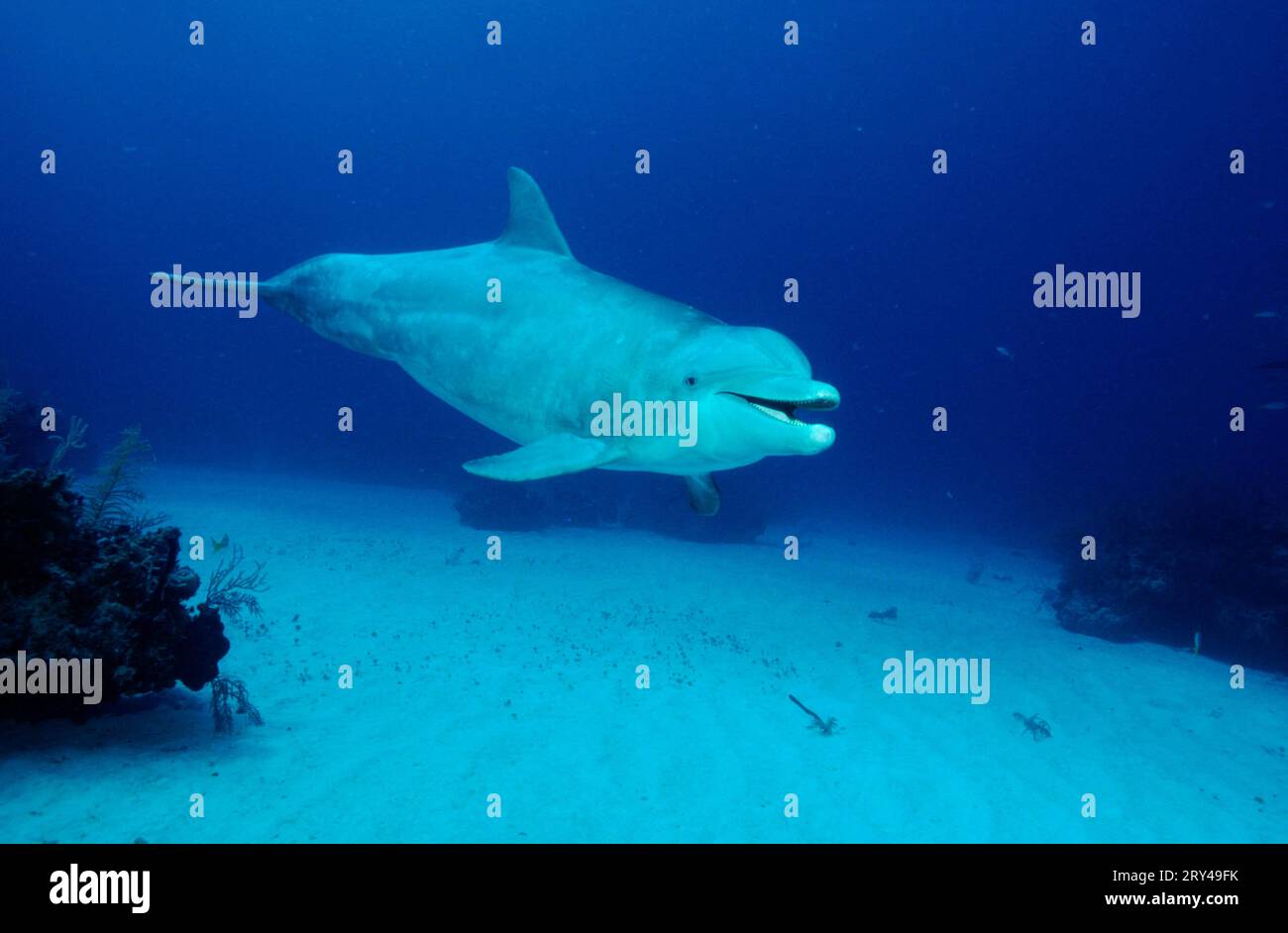 Bottlenose Dolphin (Tursiops truncatus), bottlenose dolphin (animals ...