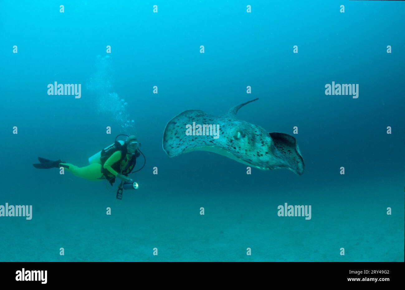 Round Ribbontail Ray and Blackspotted stingray (Taeniura meyeni ...