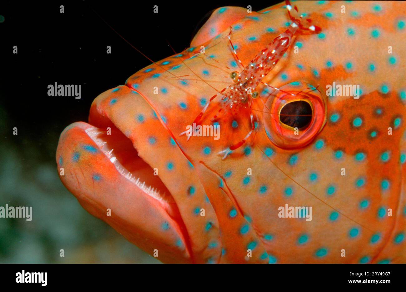 Coral Grouper and Cleaner Shrimp, Vermillion seabass (Cephalopholis ...