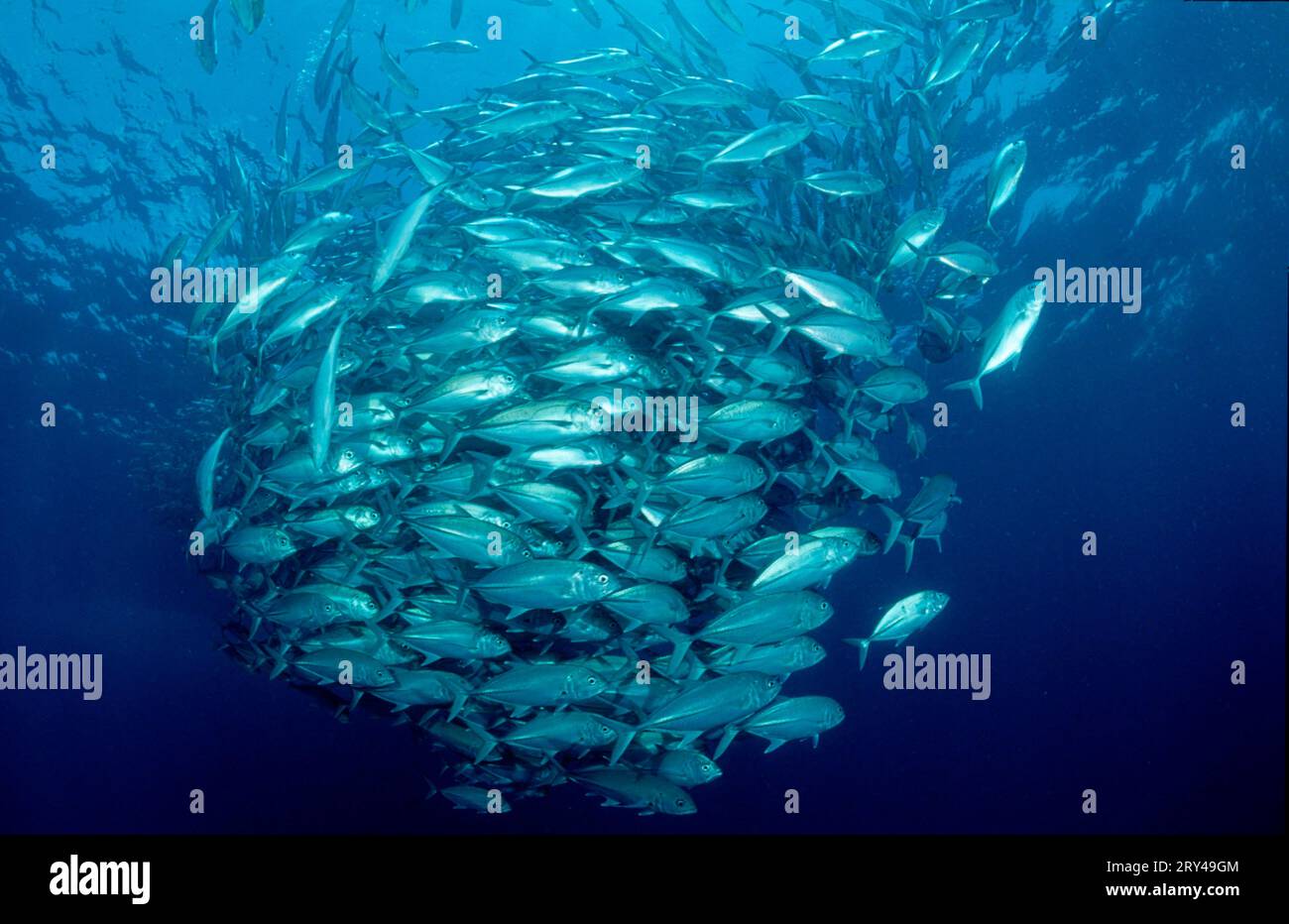 Common Bigeye (Priacanthus hamrur Stock Photo - Alamy