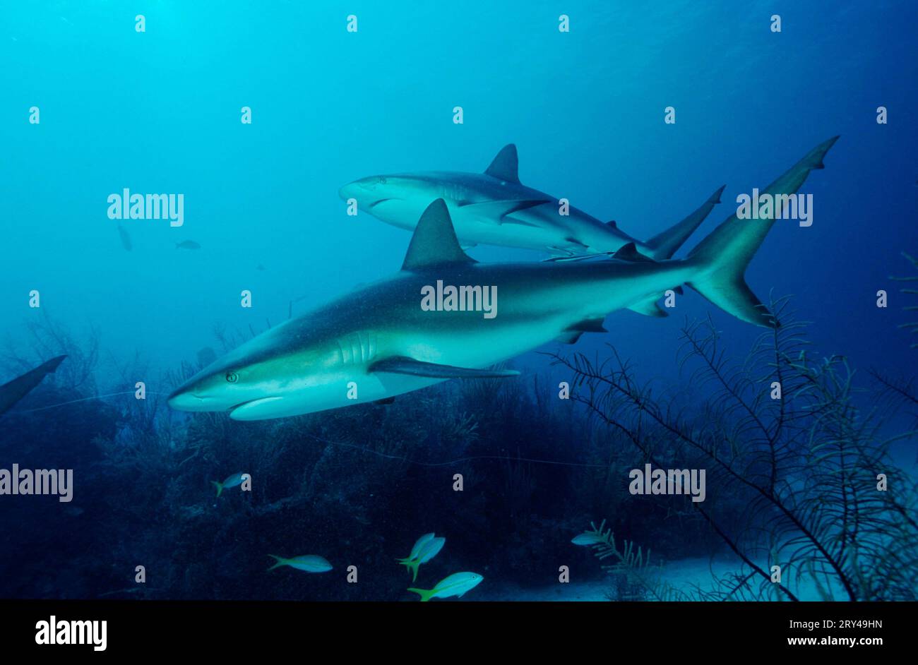Shark side view hi-res stock photography and images - Alamy