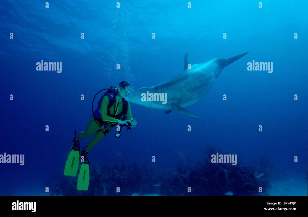 Diver and Bottlenose Dolphin, diver and bottlenose dolphin, animals ...