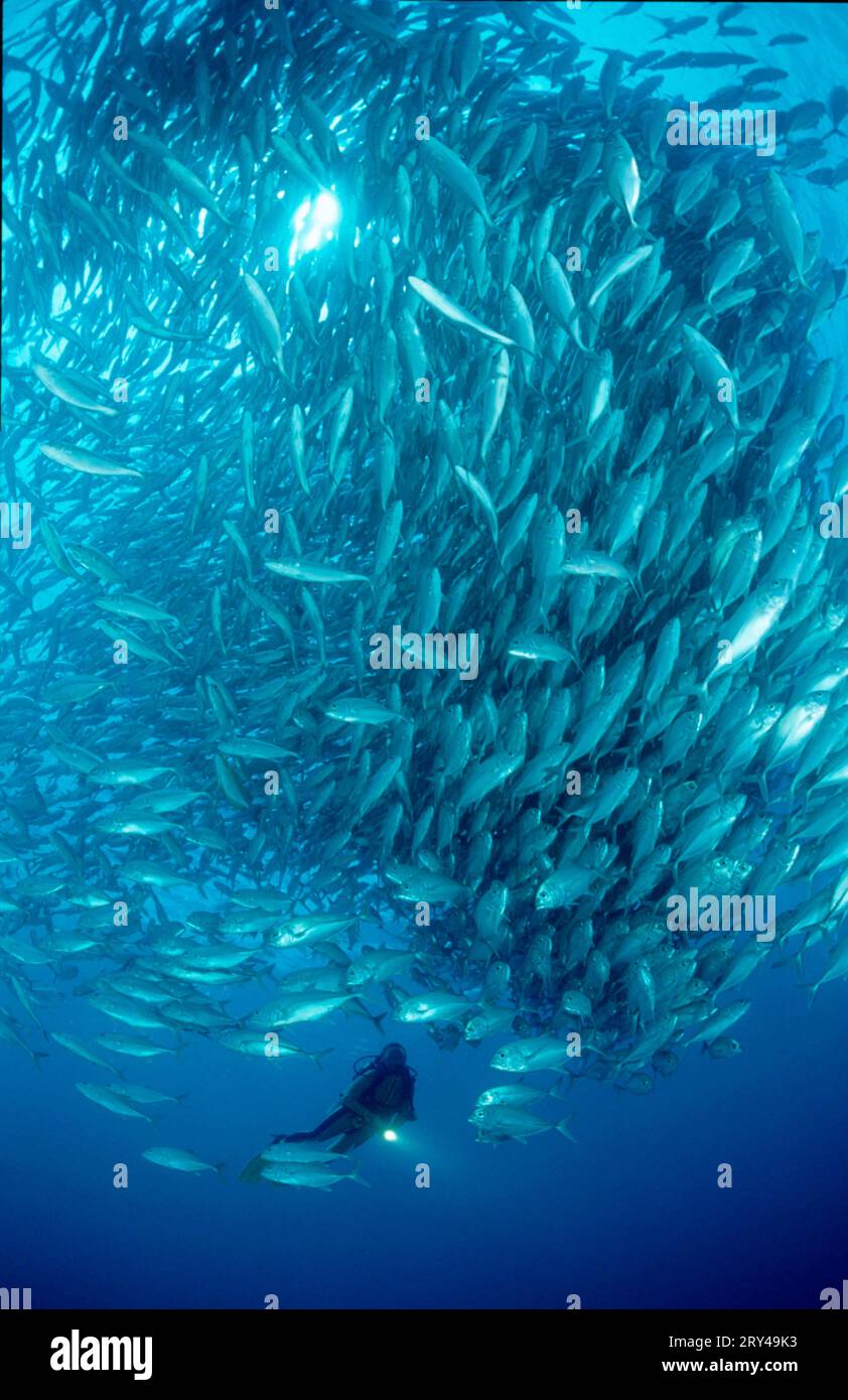 Lunar-tailed Bullseyes and Common Bigeye (Priacanthus hamrur), Bigeye ...