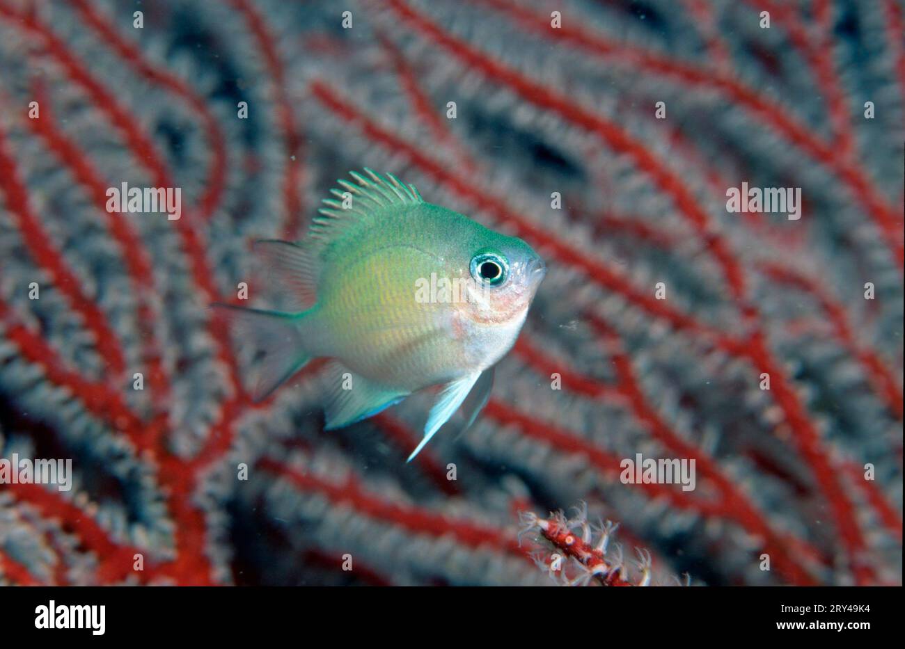 Hatchery hawkfish hi-res stock photography and images - Alamy