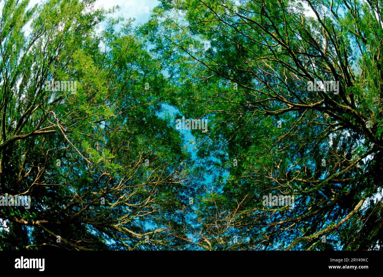 Tropical rainforest, trees from below, Papua-Ne, Suedostasien, south ...