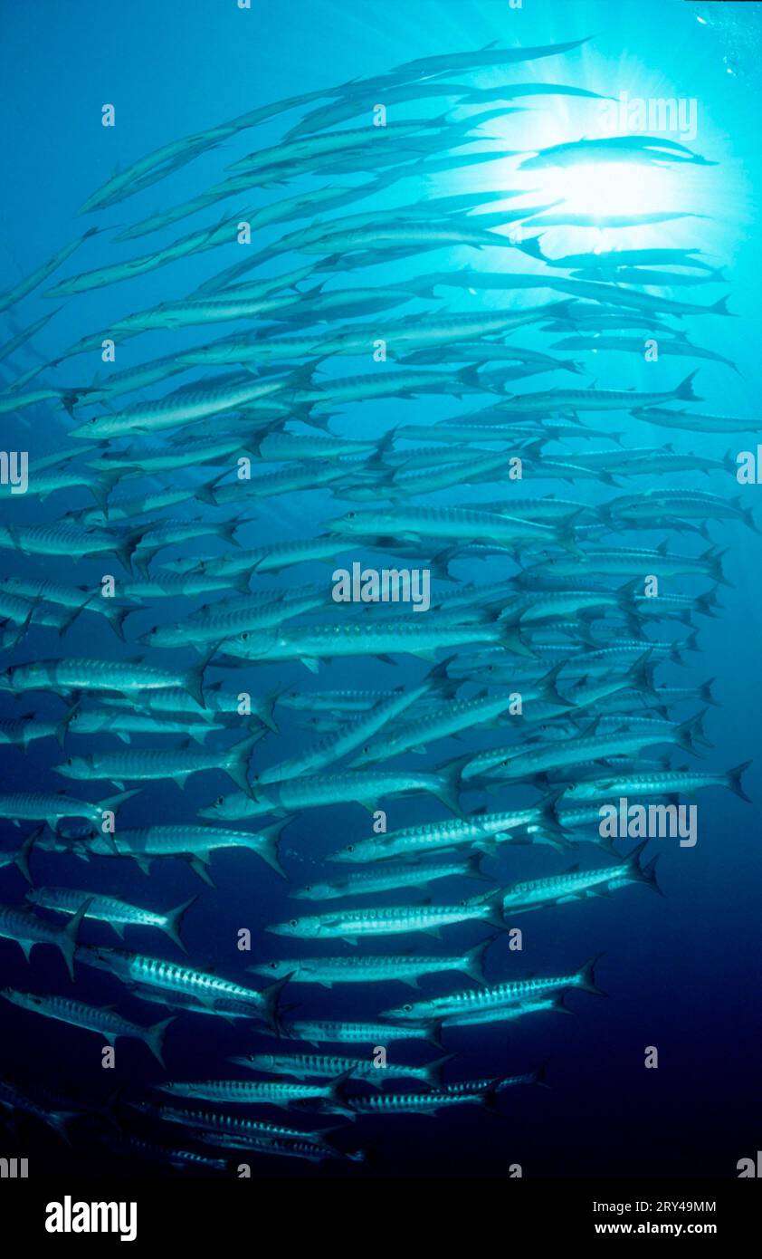 Blackfin Barracuda (Sphyraena qenie) Other animals, other animals, fish ...