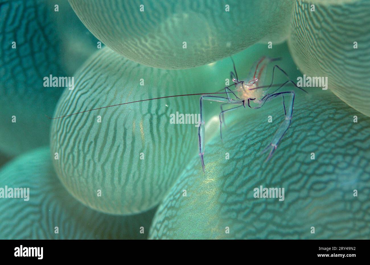 Bubble Coral Shrimp (Vir philippinensis), Maldives, Bubble Coral Shrimp ...