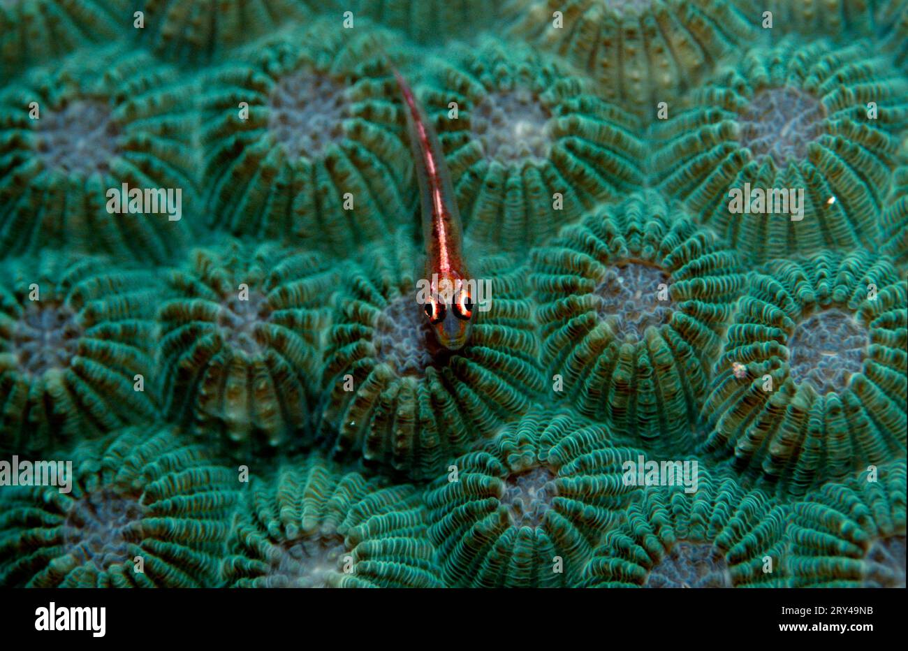 Common Ghost Goby (Pleurosicya mossambica), Common Ghost Goby Other ...