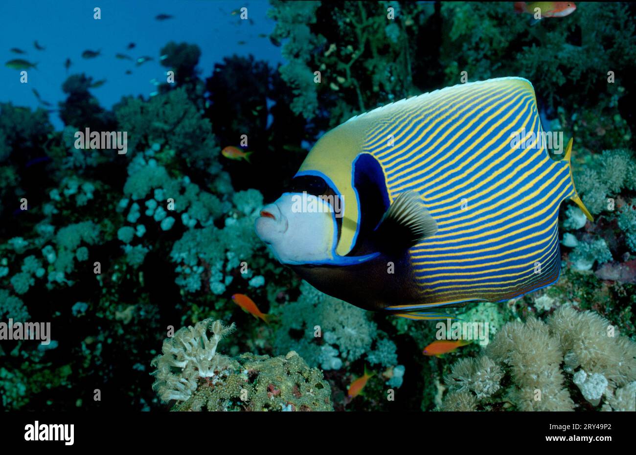 Emperor Angelfish Pair Picture