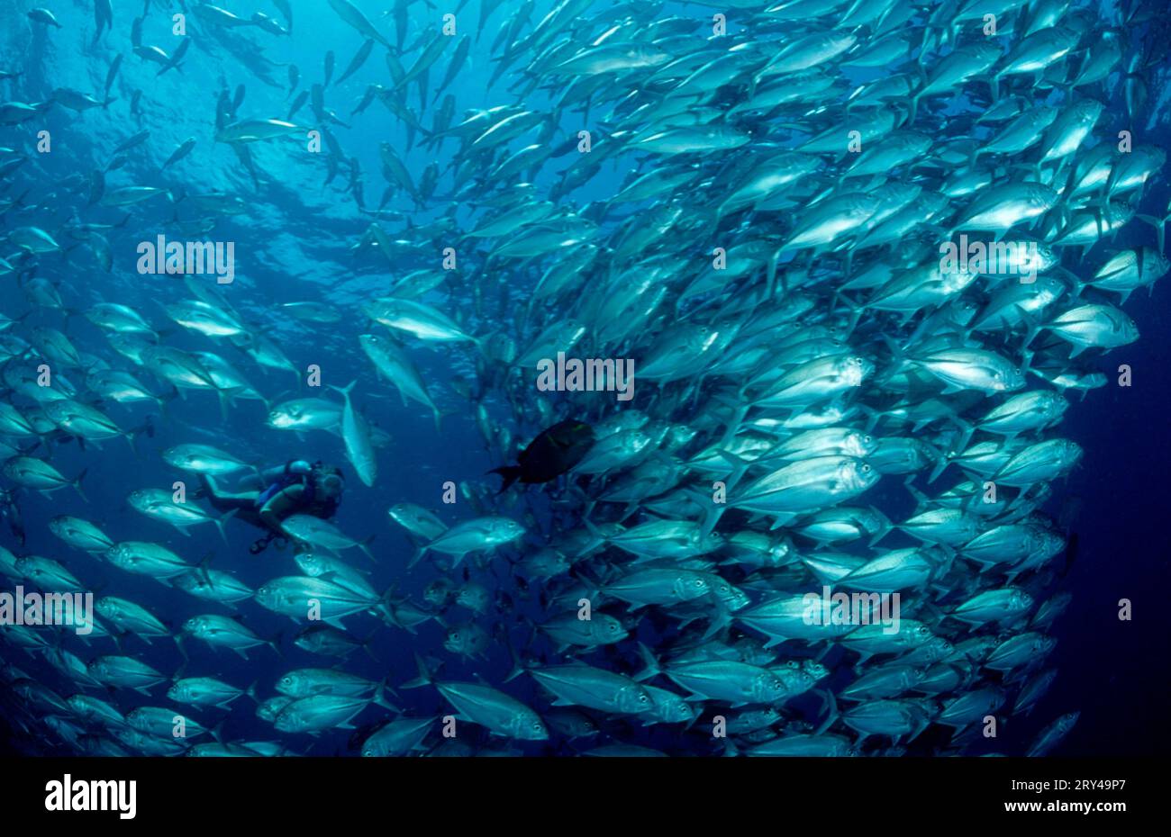 Bigeye Trevallies (Caranx sexfasciatus) and diver (Caranx elacate ...