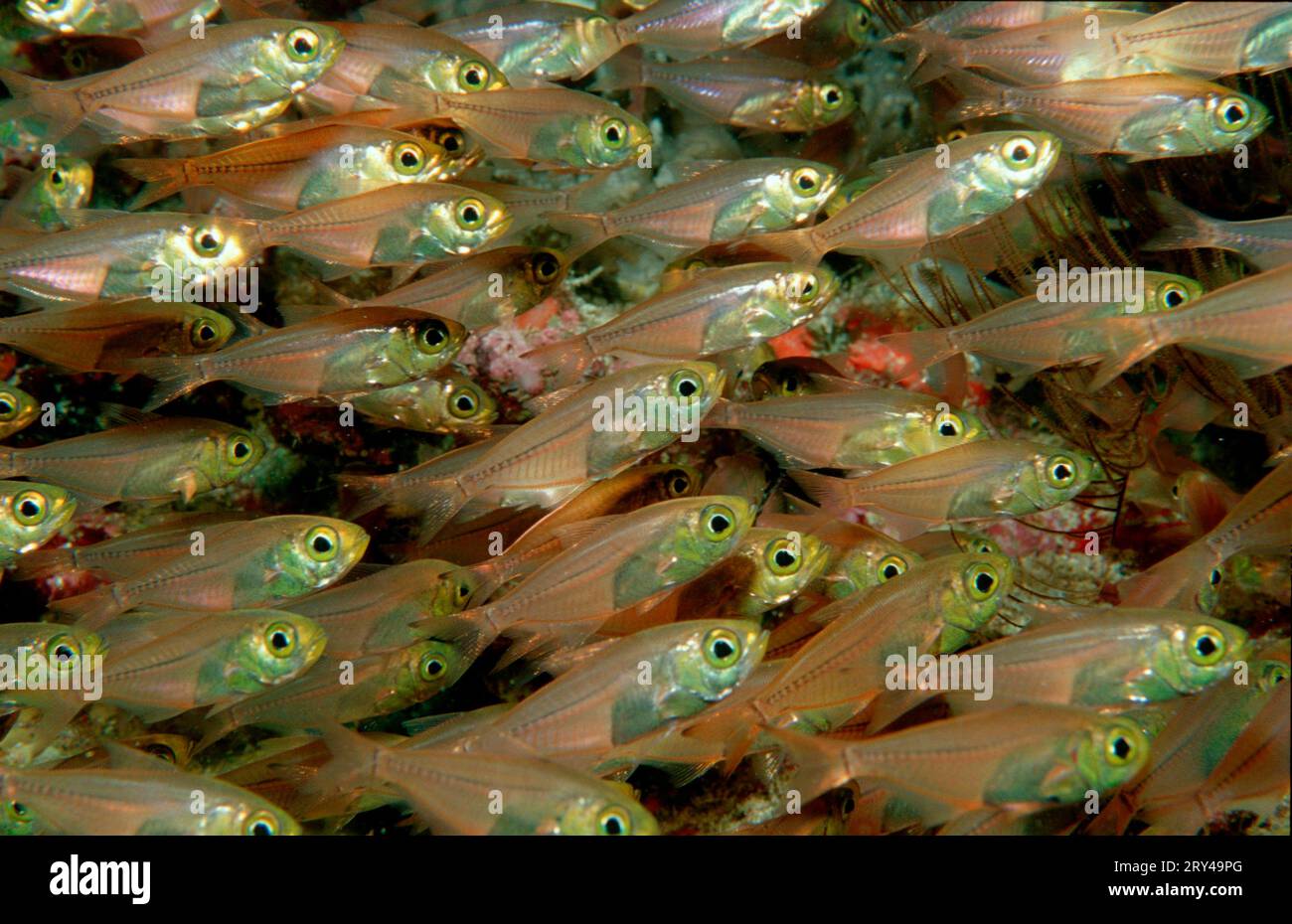 Indian sweeper hi-res stock photography and images - Alamy