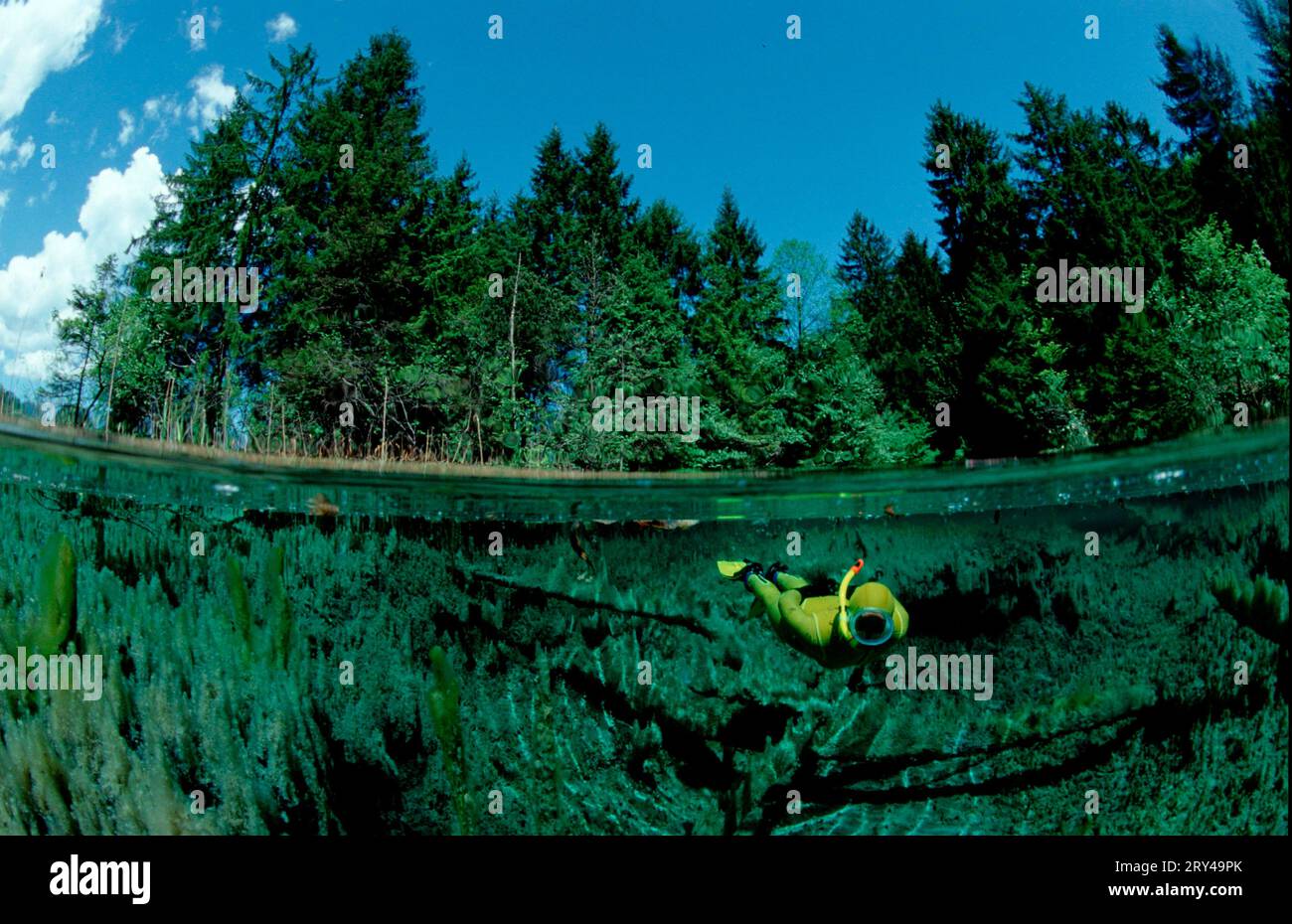 Diver in freshwater spring, Austria, diver in spring lake, stagnant ...