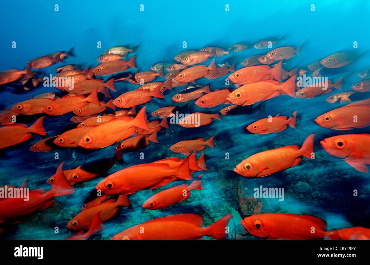 Lunar-tailed Common Bigeye (Priacanthus hamrur), Bigeye, Crescent-tail ...