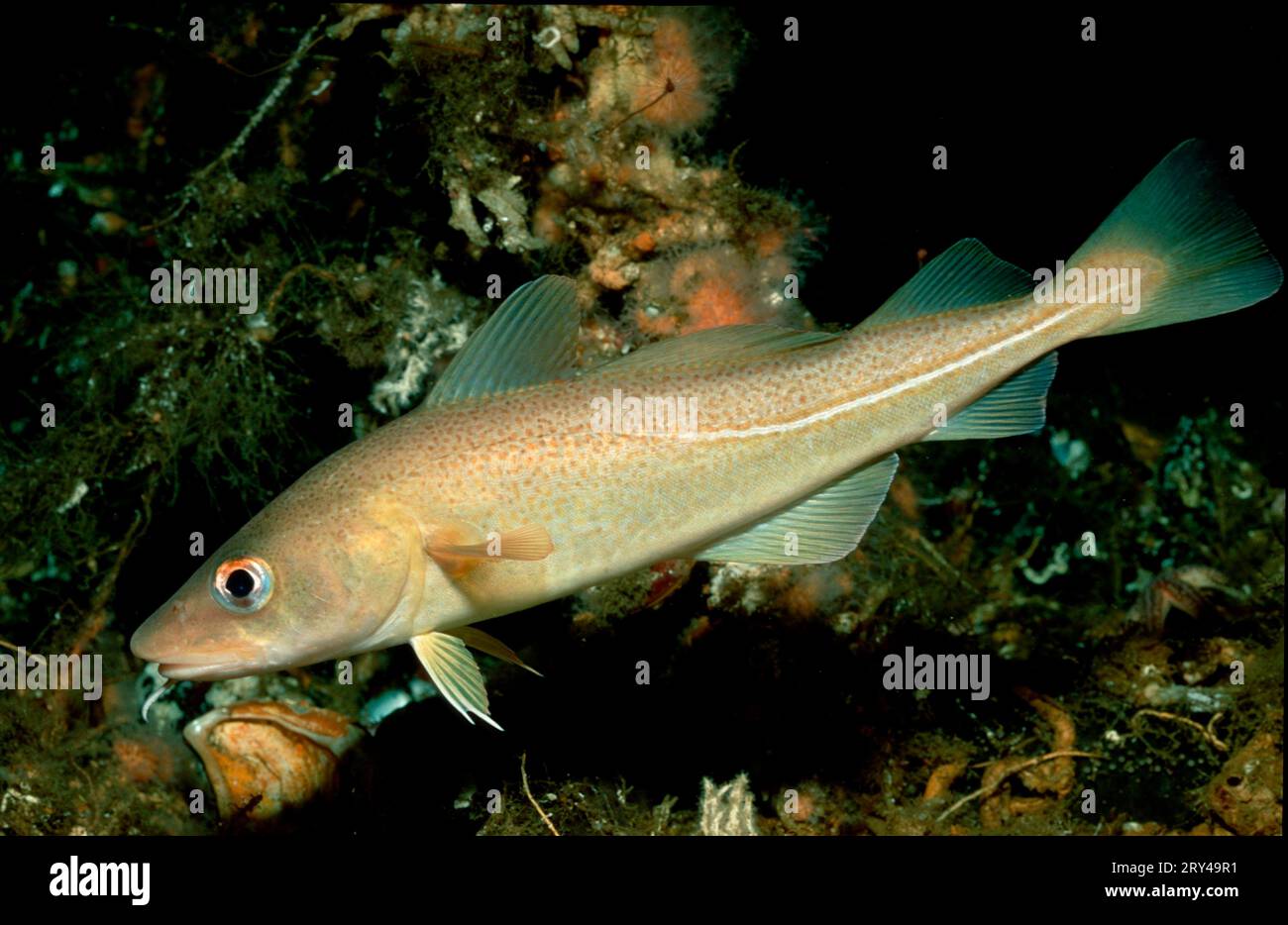 Cod, Codfish (Gadus morhua) Other animals, other animals, Fische, fish ...