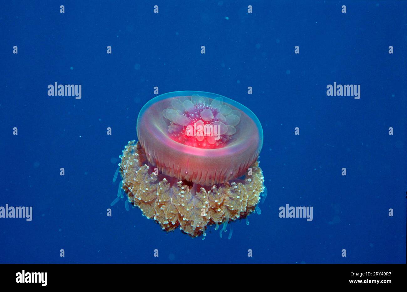 Deep sea crown jellyfish hi-res stock photography and images - Alamy