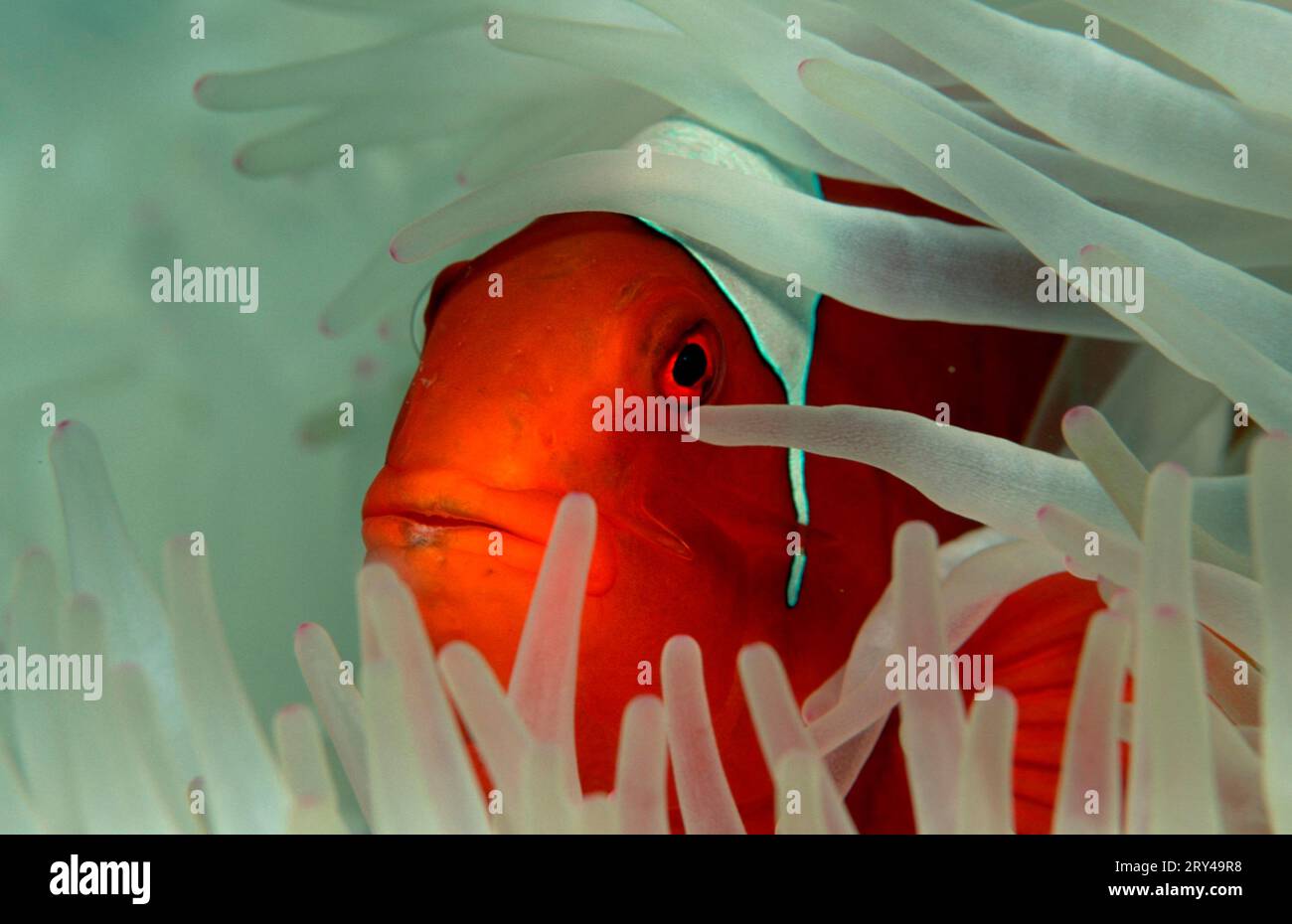 Spine-cheek Clownfish (Amphiprion biaculeatus), Spiny anemonefish ...