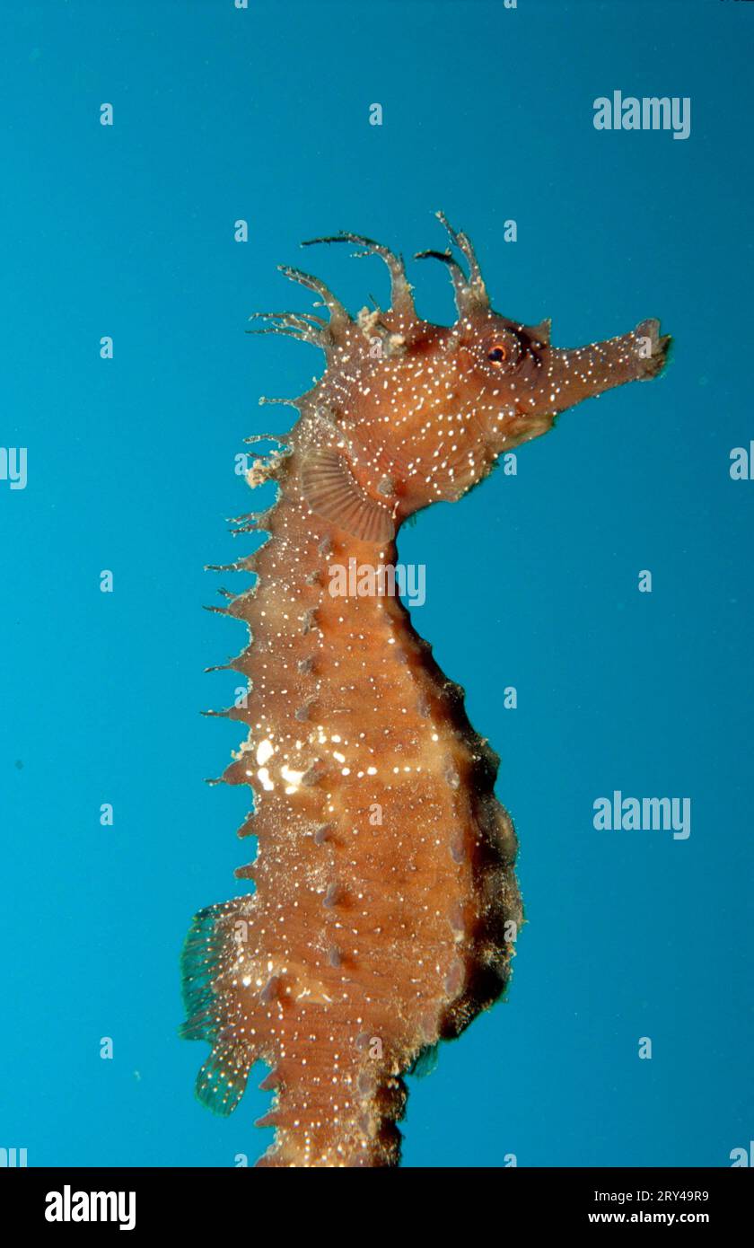 Euroepan Sea Long snouted seahorse (Hippocampus ong snouted seahorse ...